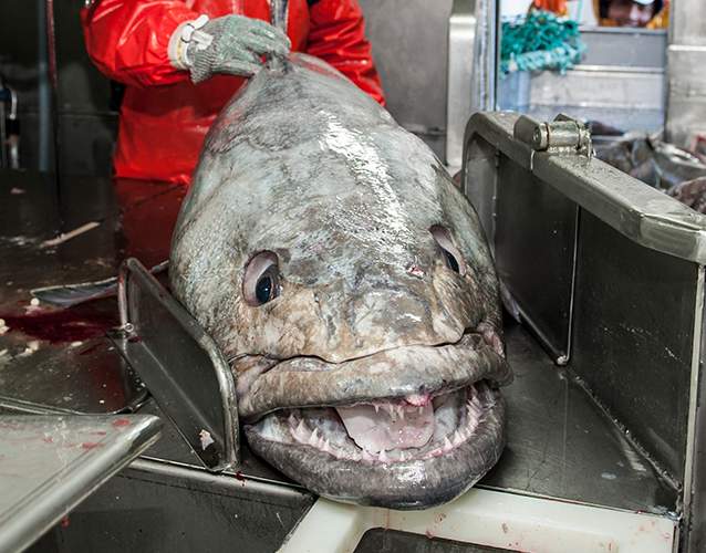 Chilean Sea Bass How Patagonian Toothfish Was Saved MSC